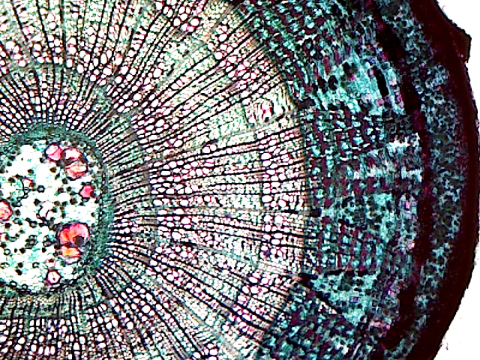 Basswood (Tilia) Older Stem; Cross Section by Go Science Crazy ...