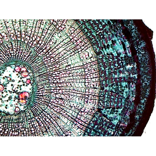 Basswood (Tilia) Older Stem; Cross Section by Go Science Crazy ...