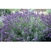 Biblical Purple Prince St. Joseph's Coat Plant - Alternanthera - 2.5 ...