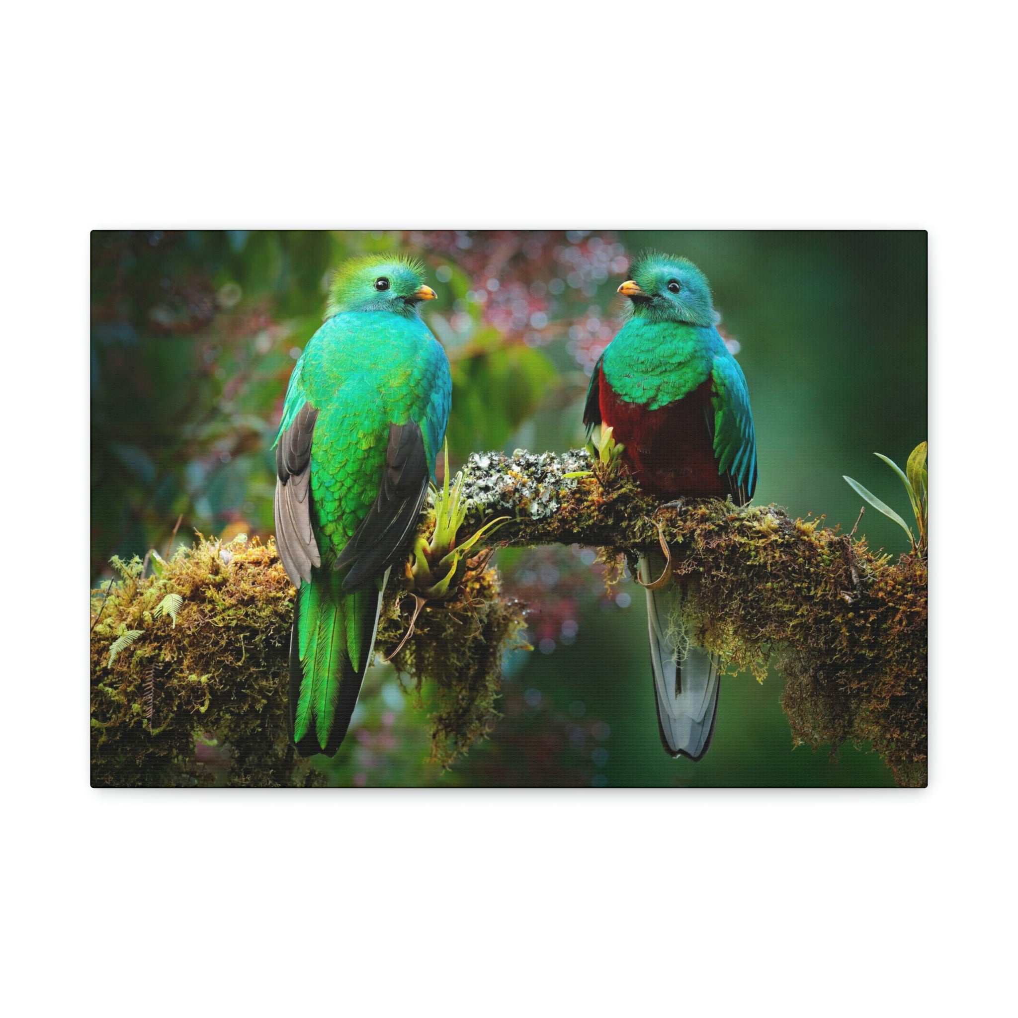 Quetzal Couple Quetzal Couple Print Animal Wall Art Wildlife Canvas ...