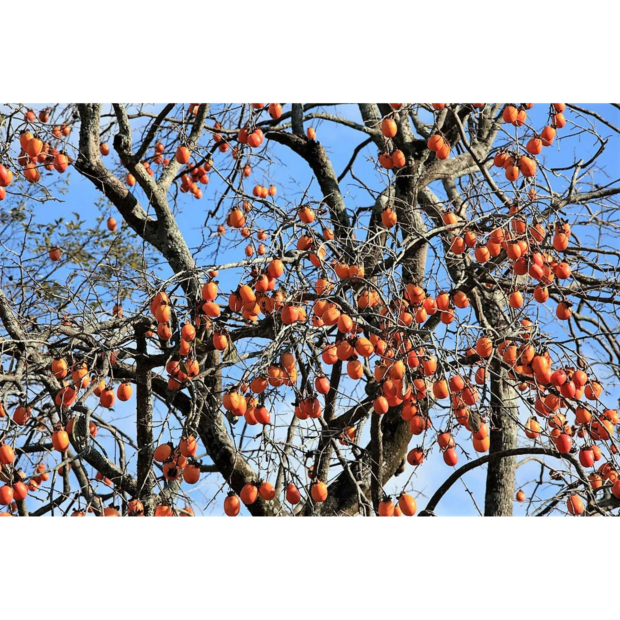 Japanese Persimmon Tree Buy Diospyros Kaki 'Fuyu' Japanese Persimmon