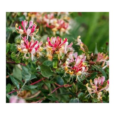 Fragrant Cloud Pink Honeysuckle in 3.5 inch pot, A Beautiful, Fragrant ...