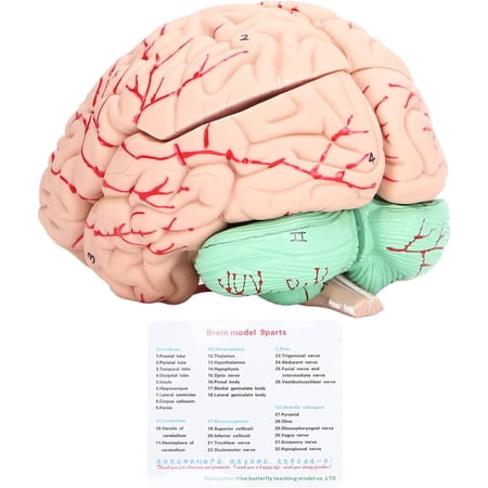 Human Brain Model, Human Brain Anatomy Model Anatomy for Kids ...