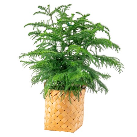 Expert Gardener Live Christmas Tree Emerald Green Arborvitae (2.5 Quart ...