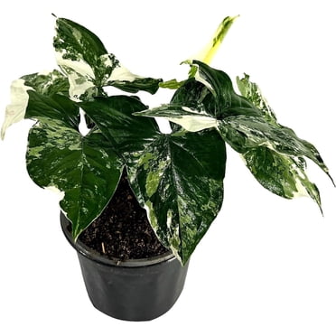 6 Colocasia Esculenta Elephant Ear Gabi Kalo Eddo Bulbs Fast Growing ...