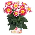 Better Homes & Gardens 2.5 Gallon Dahlia Mix Summer Bees, Live Plant ...