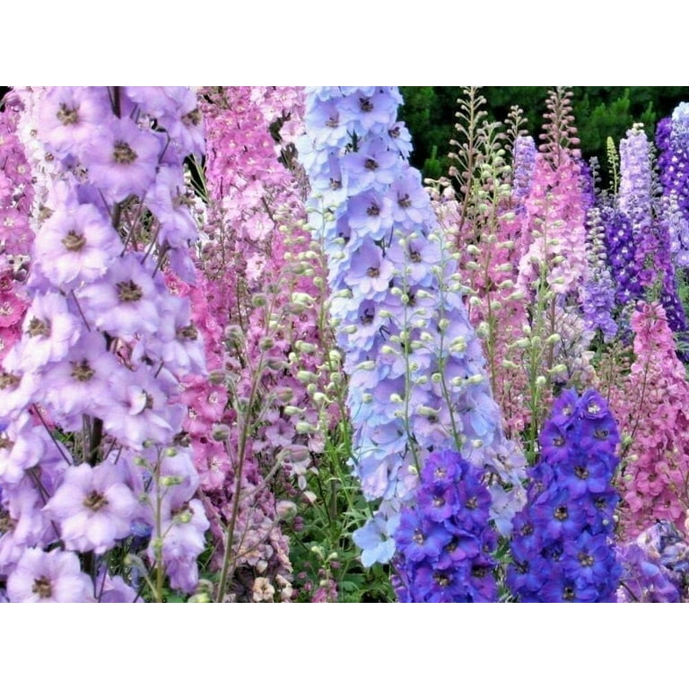 Consolida Ajacis Rocket Larkspur Imperial Mix Seeds - 1 Ounce Packet ...