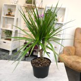 Dracaena Marginata Dragon Tree | 6in. Grow Pot; Filtered Sunlight ...