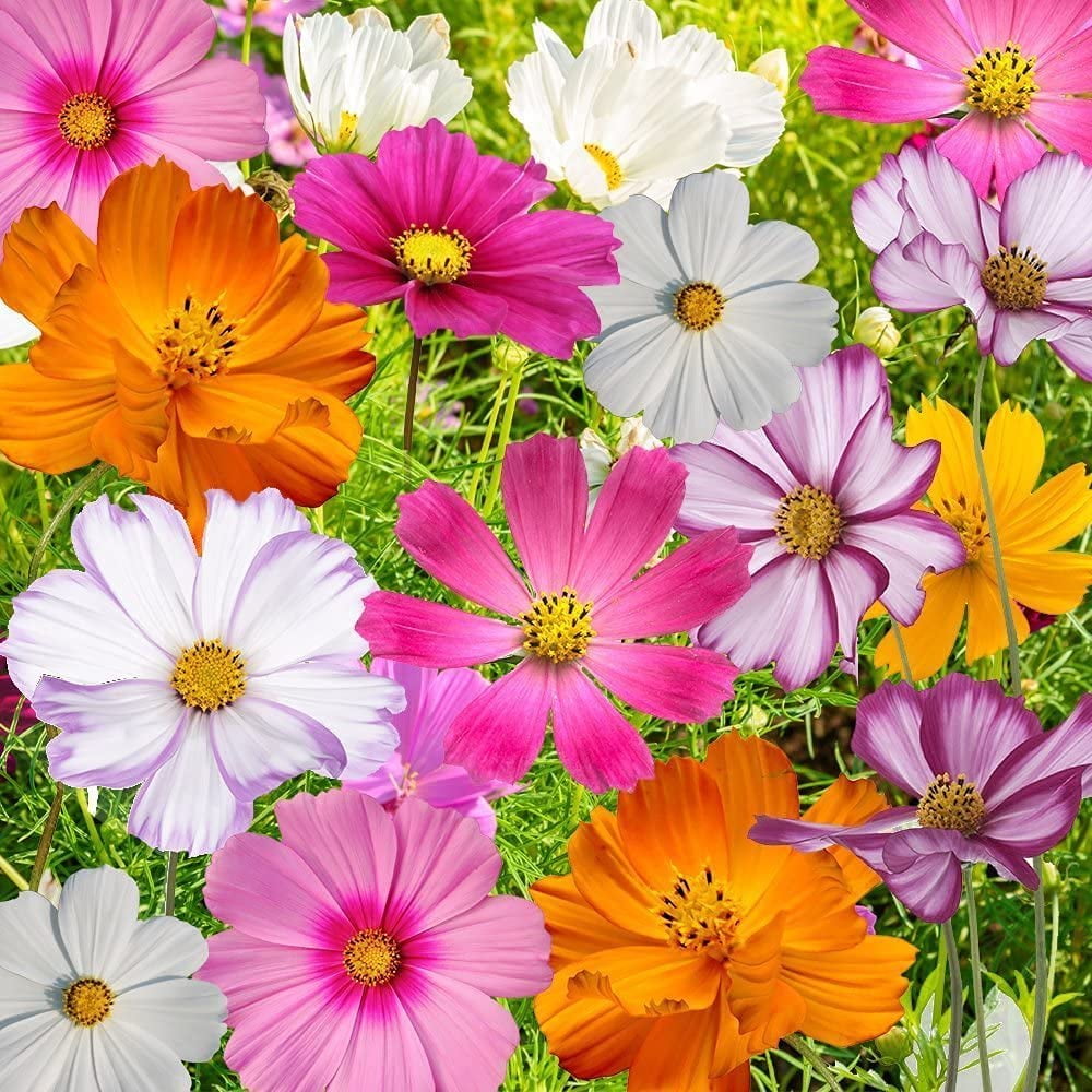Bulk Seeds, Crazy Mix Cosmos (Cosmos bipinnatus) Non-GMO Seeds - Ships from Iowa, USA (100 Seeds ...