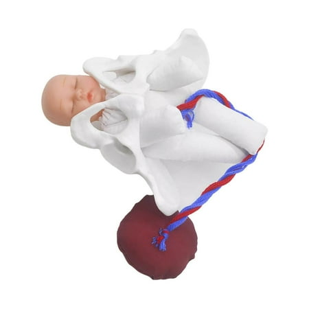 kurtrusly Female Pelvis Model Childbirth Model for Science Education ...