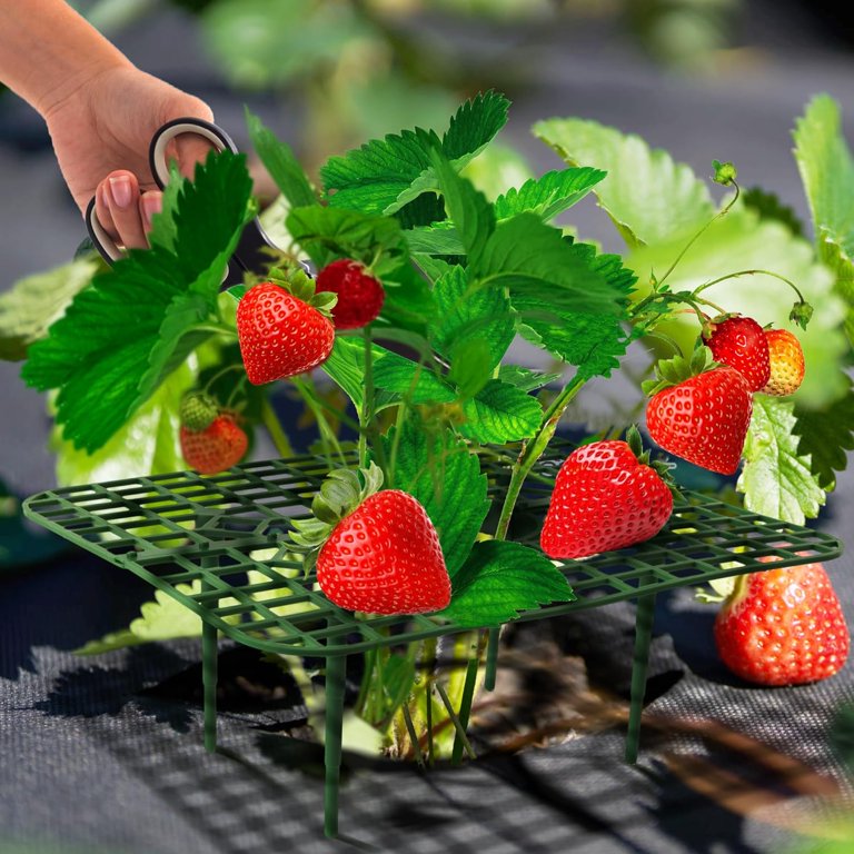 Strawberry Trellis