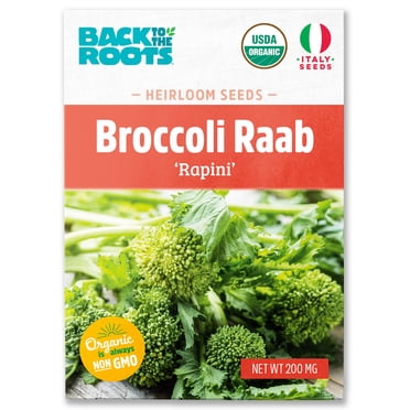 500 * Seeds ROMANESCO BROCCOLI Broccoflower Roman Cauliflower Pyramid ...