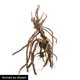 Birch's Double Flowering Geranium Dormant Bare Root Perennial Plants, 3 ...