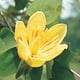 Tulip Poplar Dormant Bare Root Starter Shade Tree (1-Pack) - Walmart.com