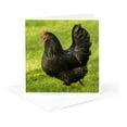 3drose, Free-ranging Black Australorp Chicken., 6 Greeting Cards with ...