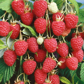 6 barerot plant Joan J Thornless Everbearing Red Raspberry -Huge 2 Yr ...
