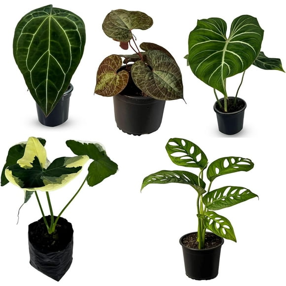 Variegated Monstera Plant