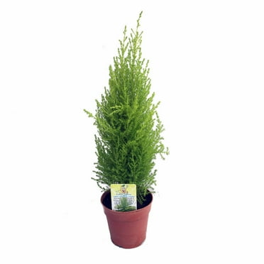 Blue European Cypress Christmas Tree - Chamaecyparis - Indoors/Out - 4 ...
