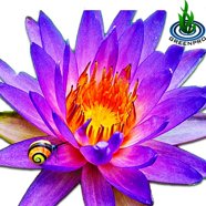 Water Lily, Living, Plant Roots In Pond Sediment, Beautiful Addition To ...