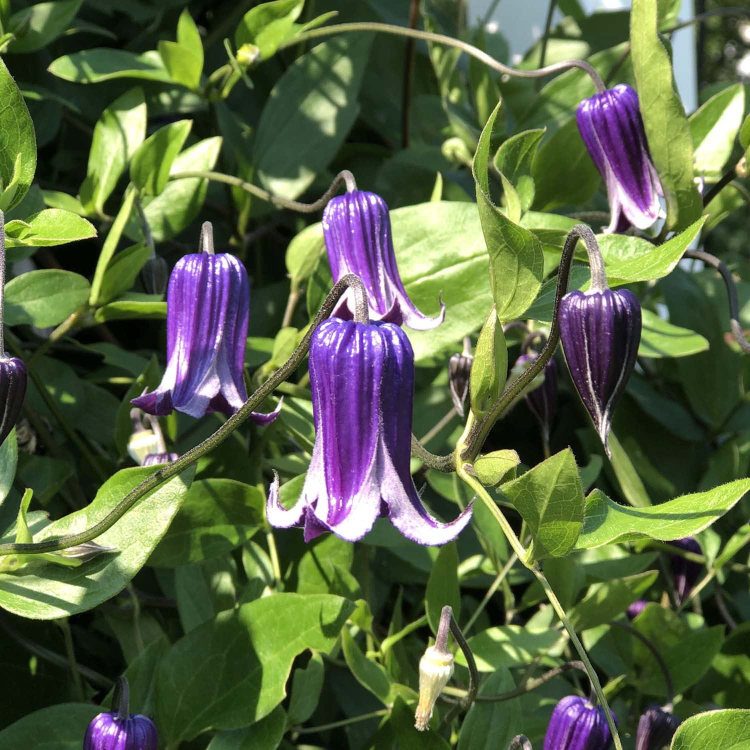 Roguchi Clematis Vine - Purple - 2.5" Pot - Walmart.com