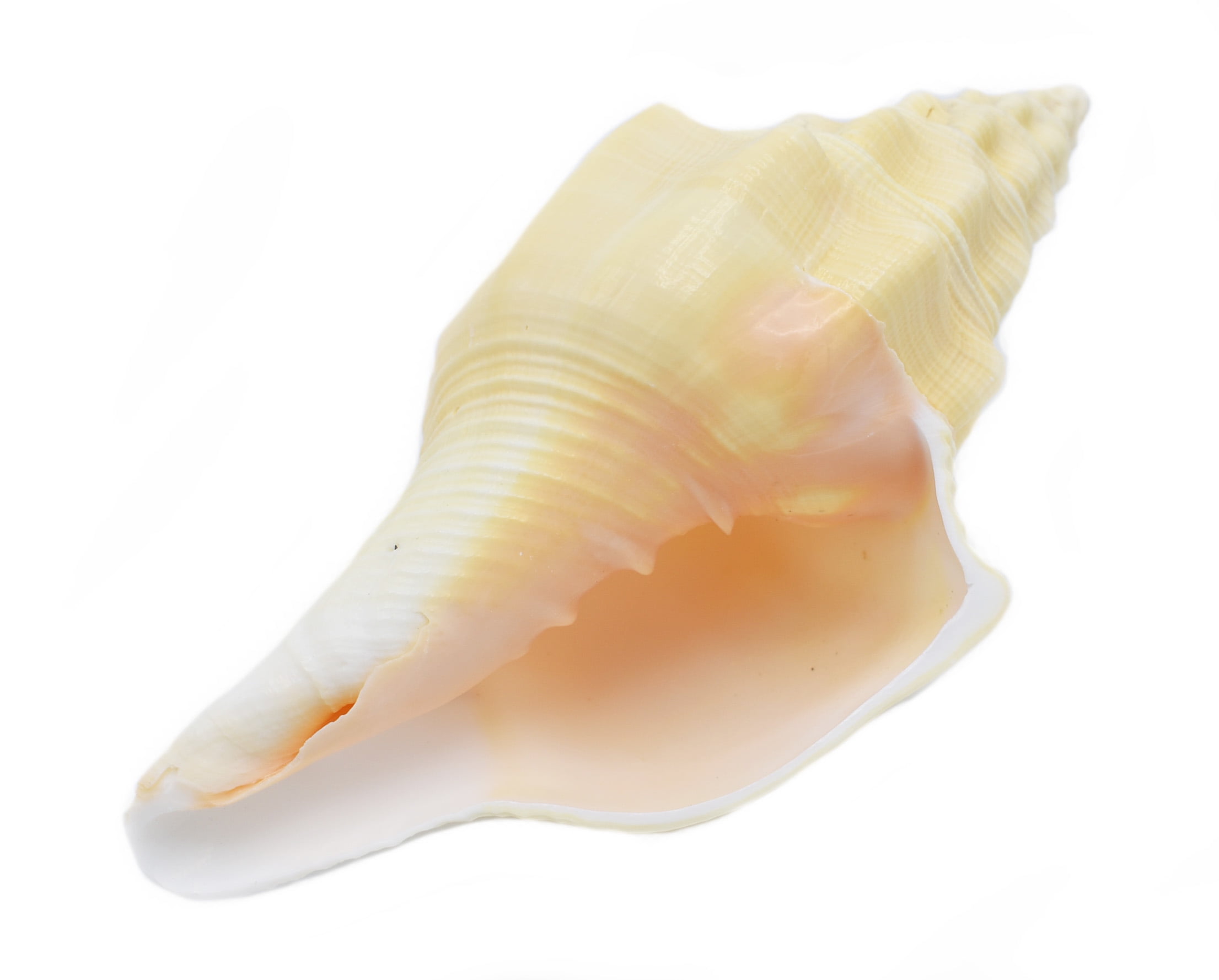 Conch Shell On The Beach