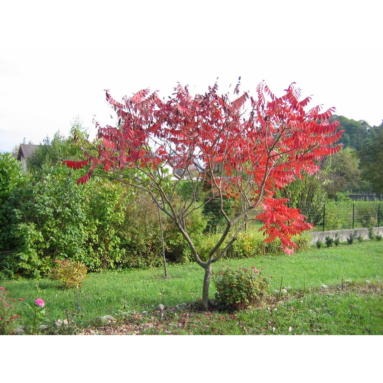 Rhus Glabra