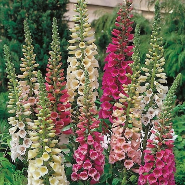 Foxy Foxglove Mix - Digitalis Perennial Plant - 4" Pot - Walmart.com