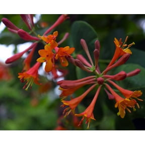 Parade® Freja™ Miniature Rose Bush - Fragrant - NEW for 2021 - 2.5" Pot ...