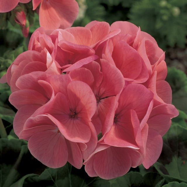 Maverick F1 Series Geranium Flower Garden Seeds - Salmon - 100 Seeds ...
