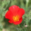 Four O'clock Bright Red 100 Seeds Beautiful Vivid Redish Colored Bloom ...