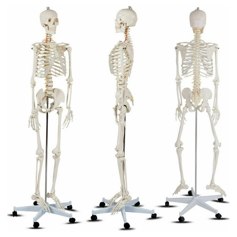 Human Skeleton Model