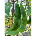 Seedville USA Christmas Lima Bean Seeds, Burgundy Speckled, Heirloom ...