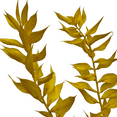 Bergamo Art Bundle of 4 Preserved Ruscus 22-24" long in Orange ...
