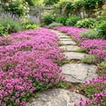 Set 100 Pink Creeping Thyme Seeds, Creeping Thyme Plants, Perennial ...