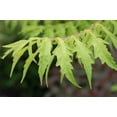 First Editions® Tiger Eyes® Sumac, Yellow Foliage Shrub, 10-12ft Height ...