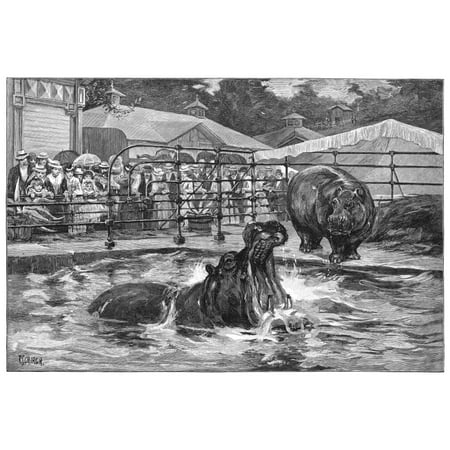 Central Park Zoo, 1888. /Nthe Hippopotami In Their New Tank At Central ...
