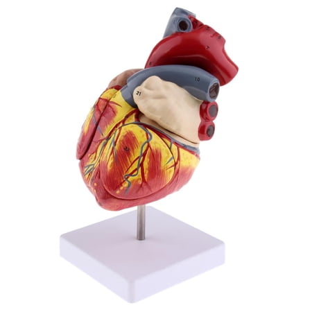 Human heart model anatomy science biology learning toy laboratory ...