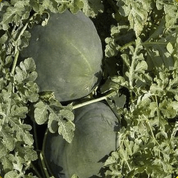 Everwilde Farms - 1/4 Lb Florida Giant Watermelon Seeds - Gold Vault ...