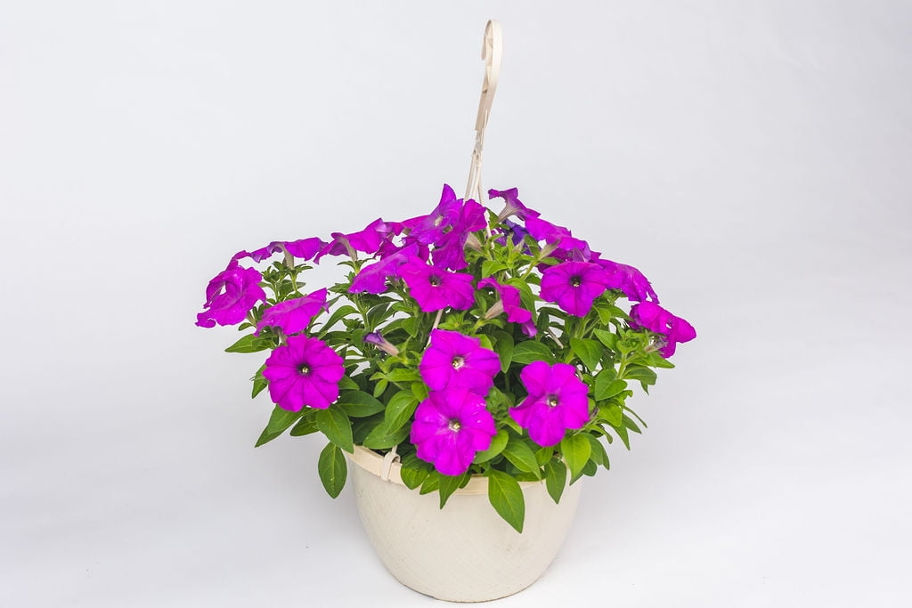 Expert Gardener 1.5G Petunia Limbo Violet Annual Live Plant - Walmart.com