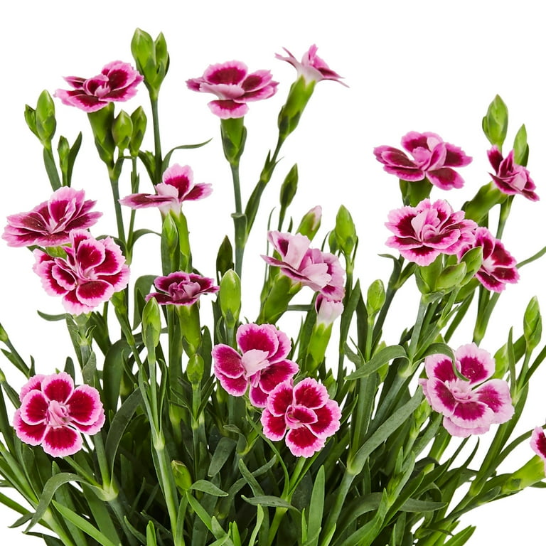 Dianthus Perennials Care