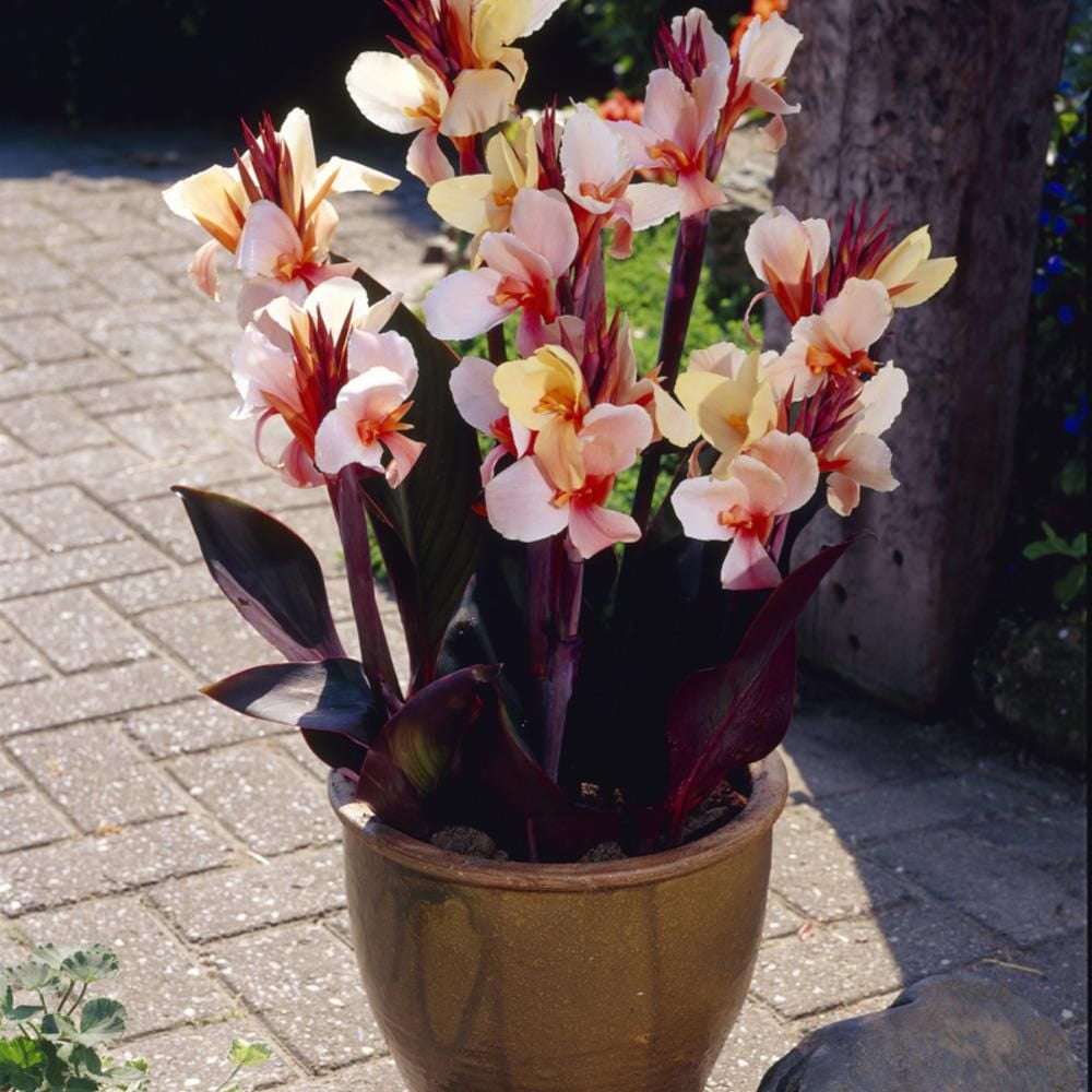 TASC Flower Bulbs Canna Indica Hybrid Angel Martin (3 Bulbs) - Walmart.ca
