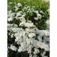 50 White CHINESE SPIREA Spiraea Chinensis Flower Bush Shrub Seeds ...