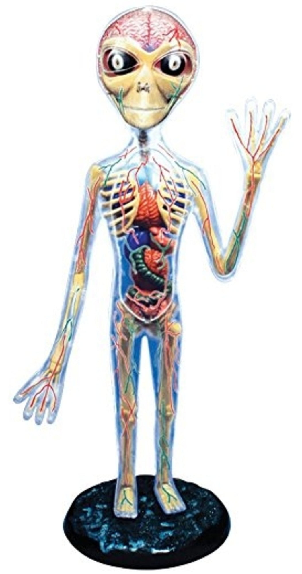 NEW LINDBERG 19" INCH TALL TRANSPARENT ROSWELL ALIEN ANATOMY MODEL KIT ...