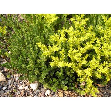 SunSparkler® Jade Tuffet Sedum - Stonecrop - Loves the Sun - Quart Pot ...