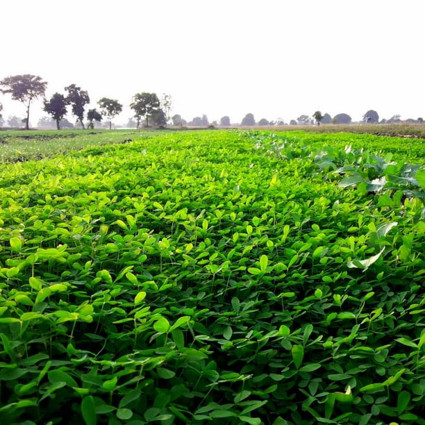 Frosty Berseem Clover