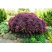 10 RED JAPANESE MAPLE Tree Bloodgood Ornamental Acer Palmatum Seeds ...