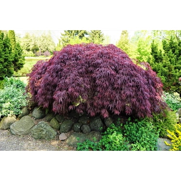 10 RED JAPANESE MAPLE Tree Bloodgood Ornamental Acer Palmatum Seeds ...