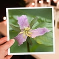 3drose, Catesby Trillium Flower, Great Smoky Mountains, Tn - Us43 ...