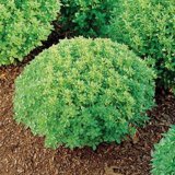 Eden Brothers Basil Seeds - Minette Compact Greek Non-GMO Seeds for ...