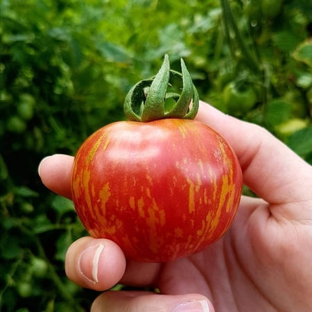 sUA: s Beefsteak Tomato Giant Tigerella Non GMO Heiroom Vegetable for ...